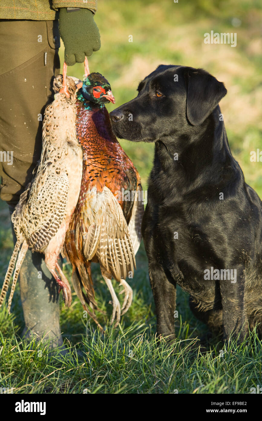 A Black Labrador Retriever with its owner on a shoot in England ...