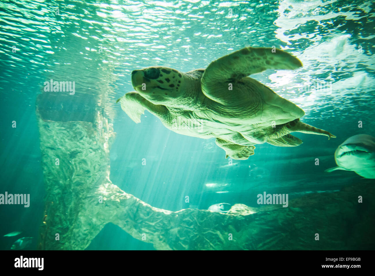 huge turtle swimming under the sea Stock Photo - Alamy