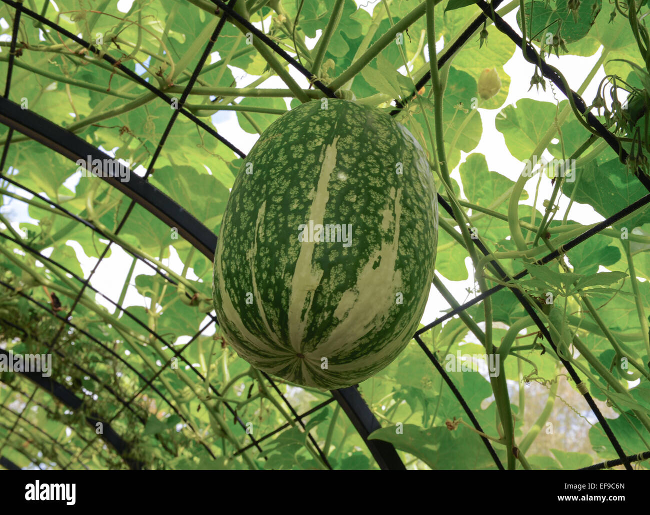 Close Up of a Fig Leaf Gourd in the Fruit and Vegetable Garden at ...