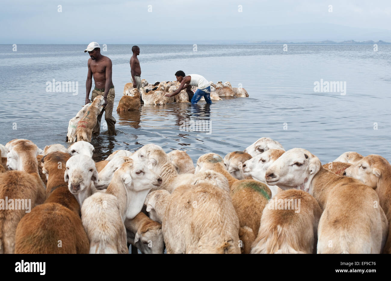 Sheeps being washed before their export to Arab countries ( Ethiopia ...