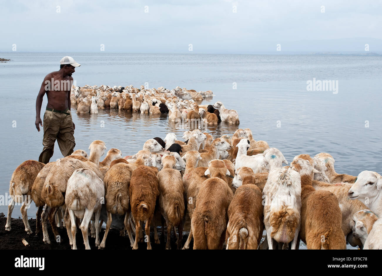 Ethiopia sheep hi-res stock photography and images - Alamy