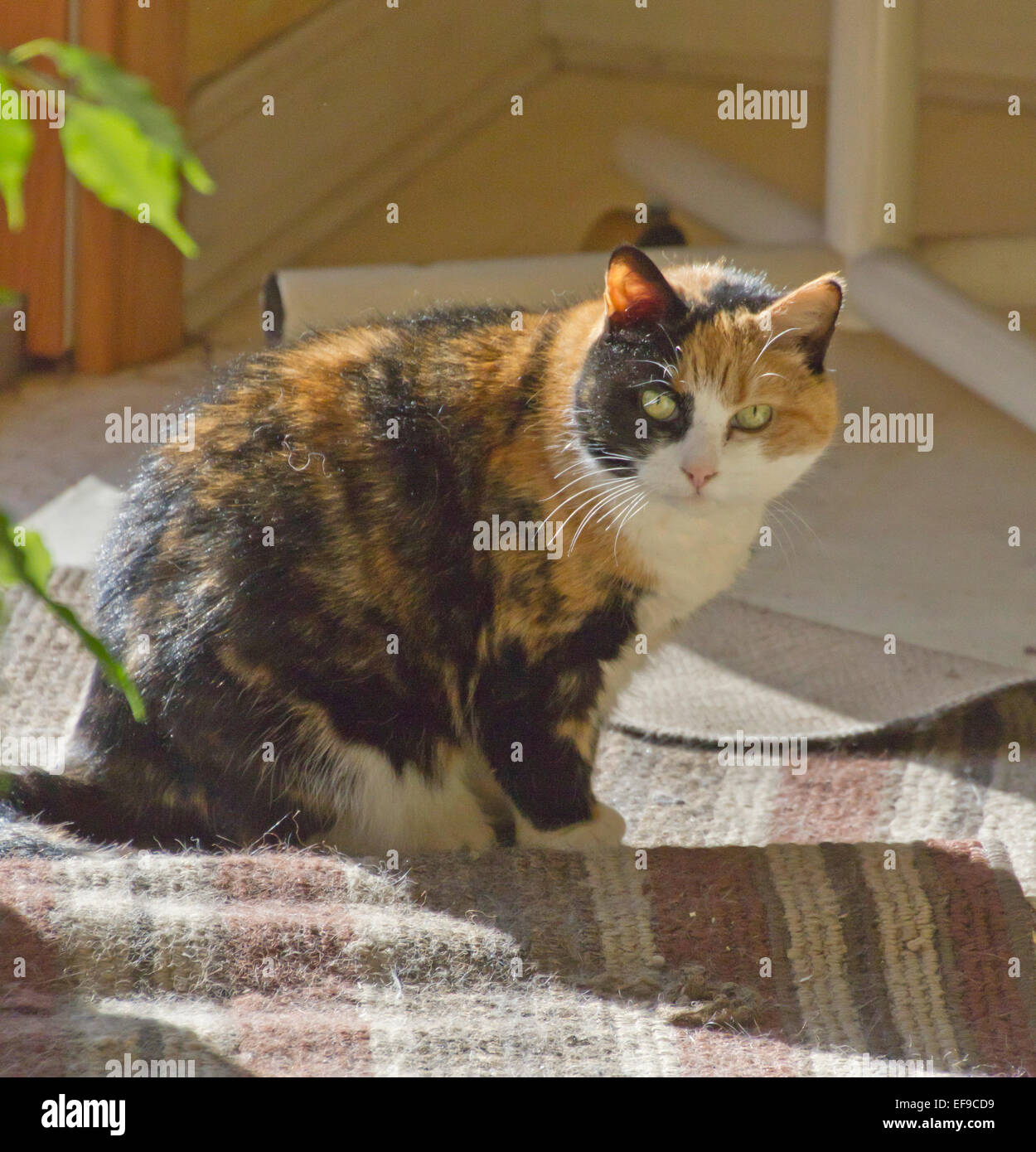 Throw rug hi-res stock photography and images - Alamy