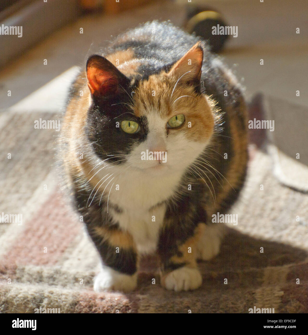 Throw rug hi-res stock photography and images - Alamy