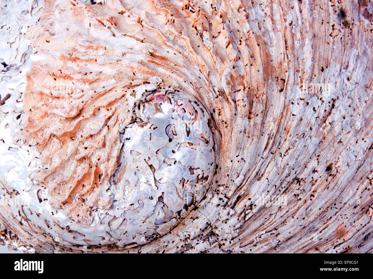 close up rough outer shell of abalone Stock Photo - Alamy
