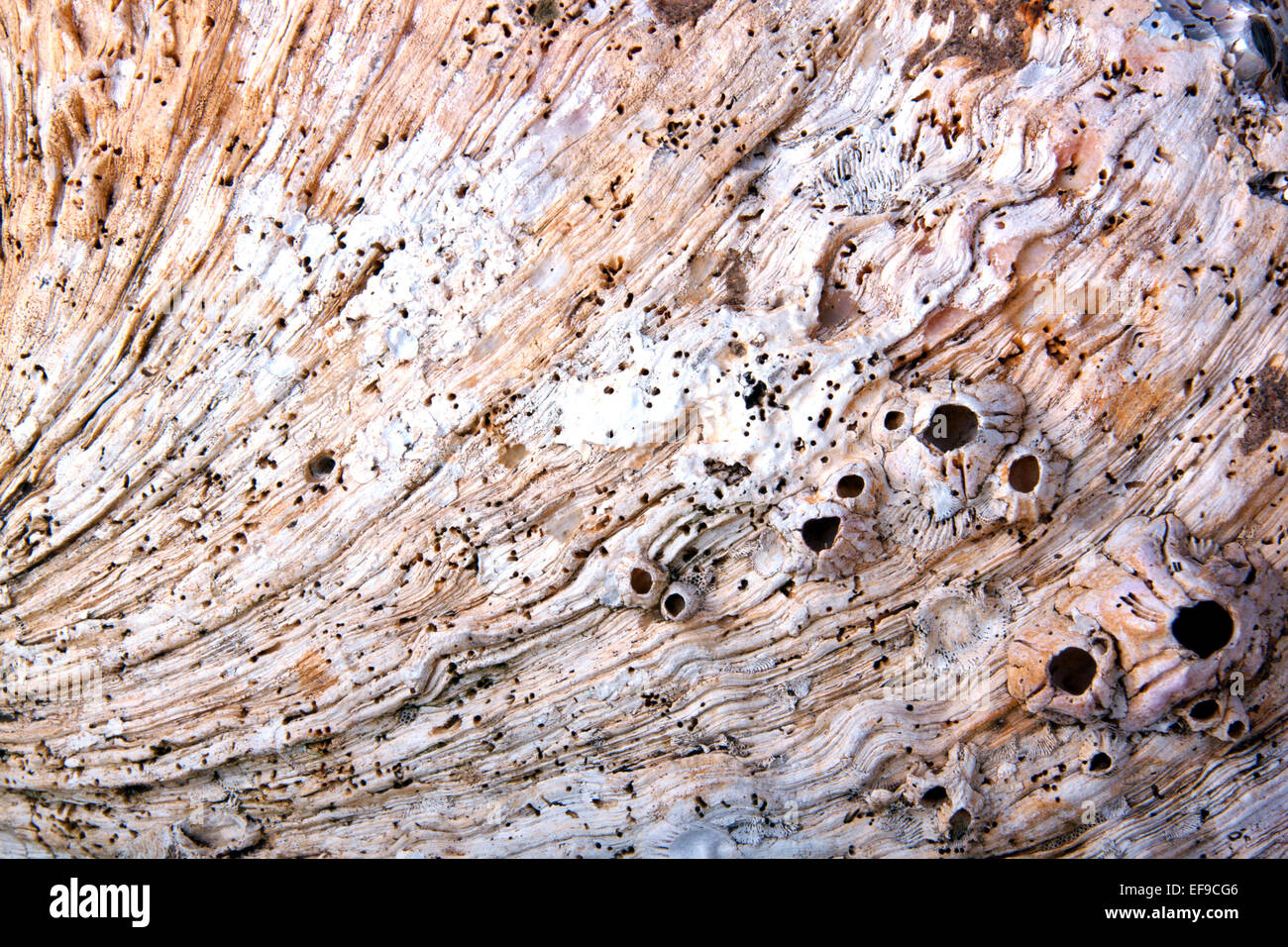 barnacle encrusted outer shell of abalone mollusk Stock Photo - Alamy