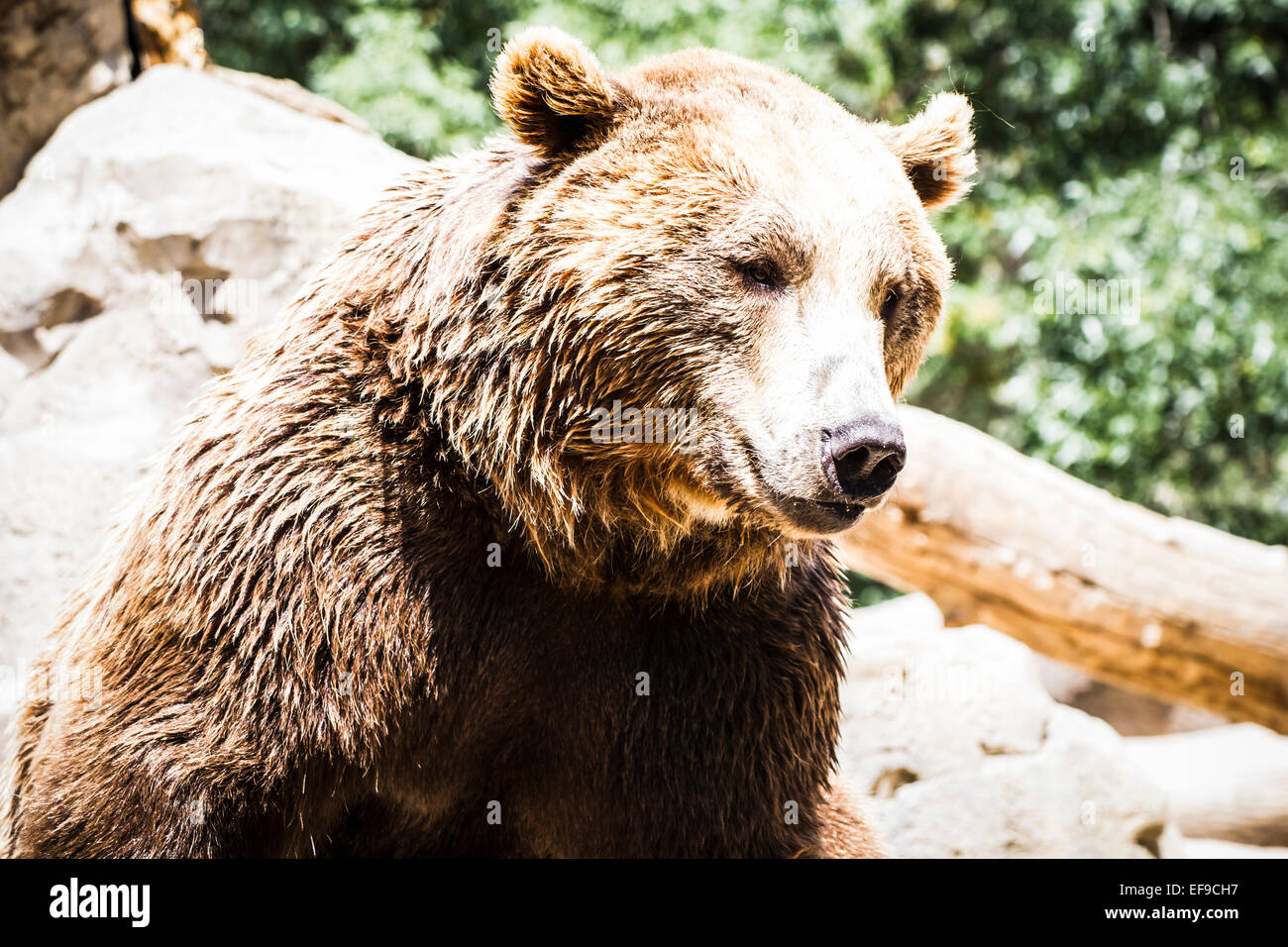 predator, Spanish powerful brown bear, huge and strong wild animal ...