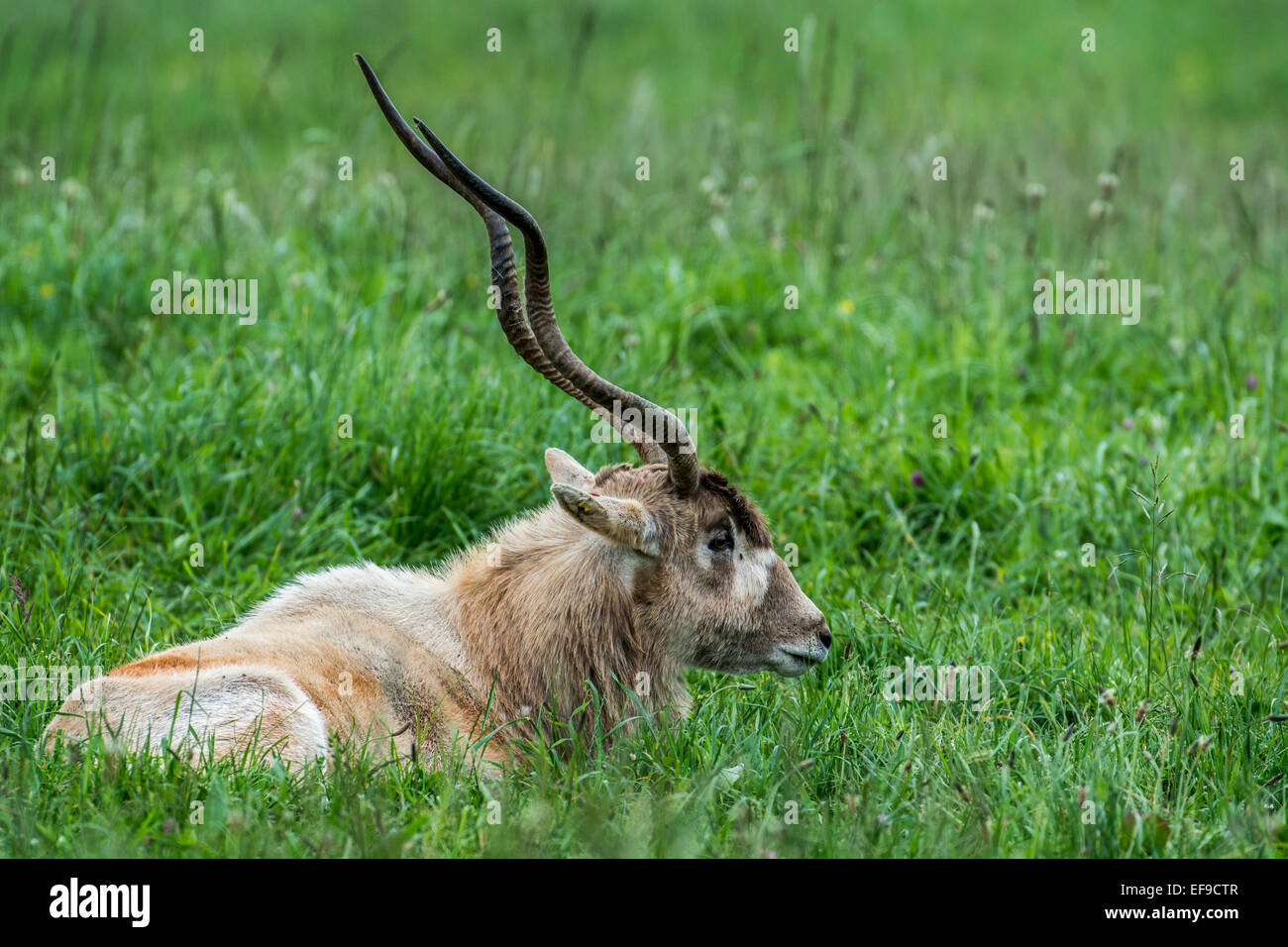 Addax / white antelope / screwhorn antelope (Addax nasomaculatus ...
