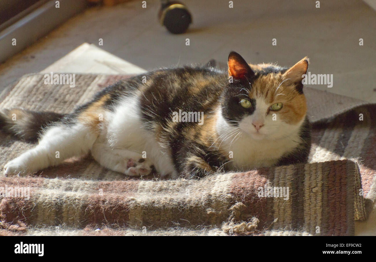 Throw rug hi-res stock photography and images - Alamy