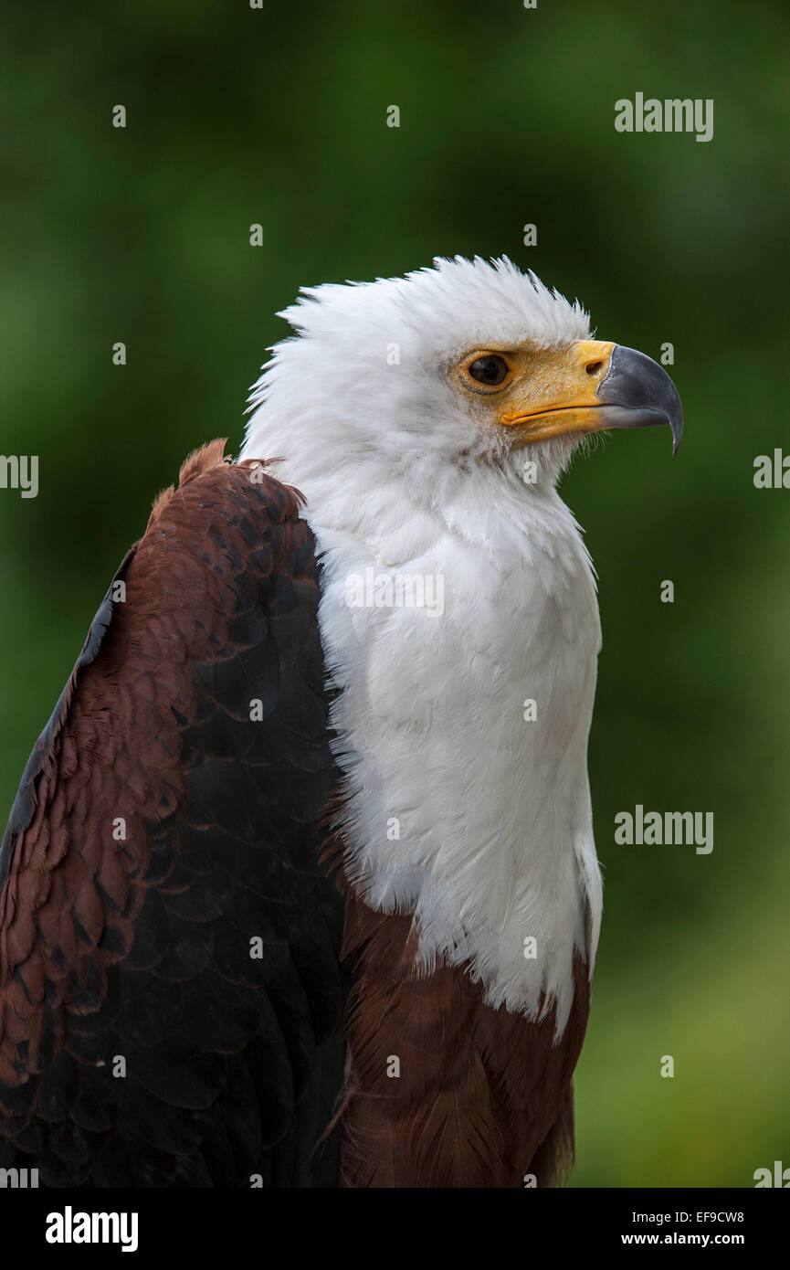 Close up of African Fish Eagle / African Sea Eagle (Haliaeetus vocifer ...