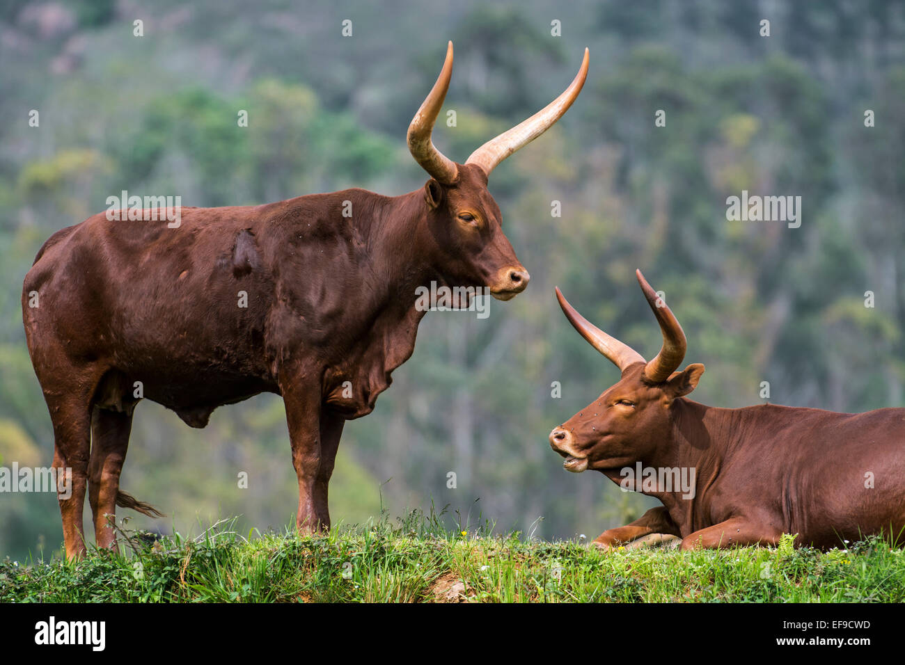 Ankole cattle hi-res stock photography and images - Alamy