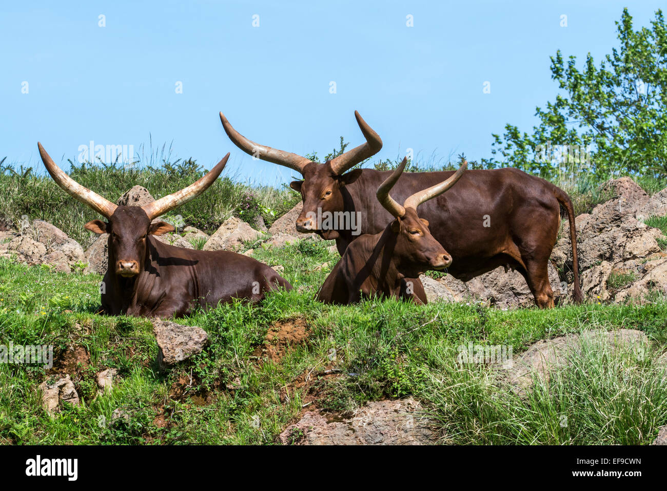 Herd of Watusi / Ankole-Watusi / Ankole longhorn (Bos taurus) cows with ...