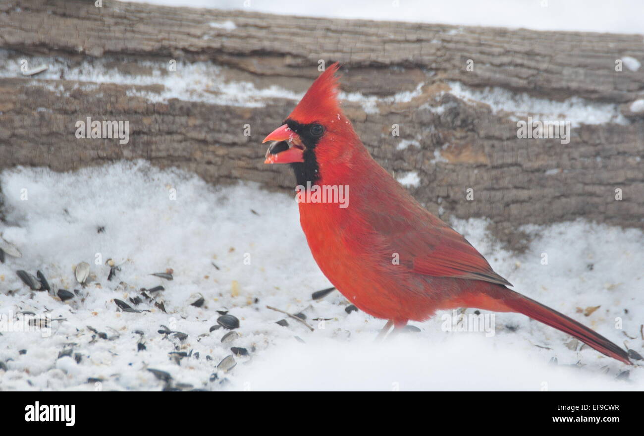 Do Cardinals Eat Striped Sunflower Seeds at Clifford Bloss blog