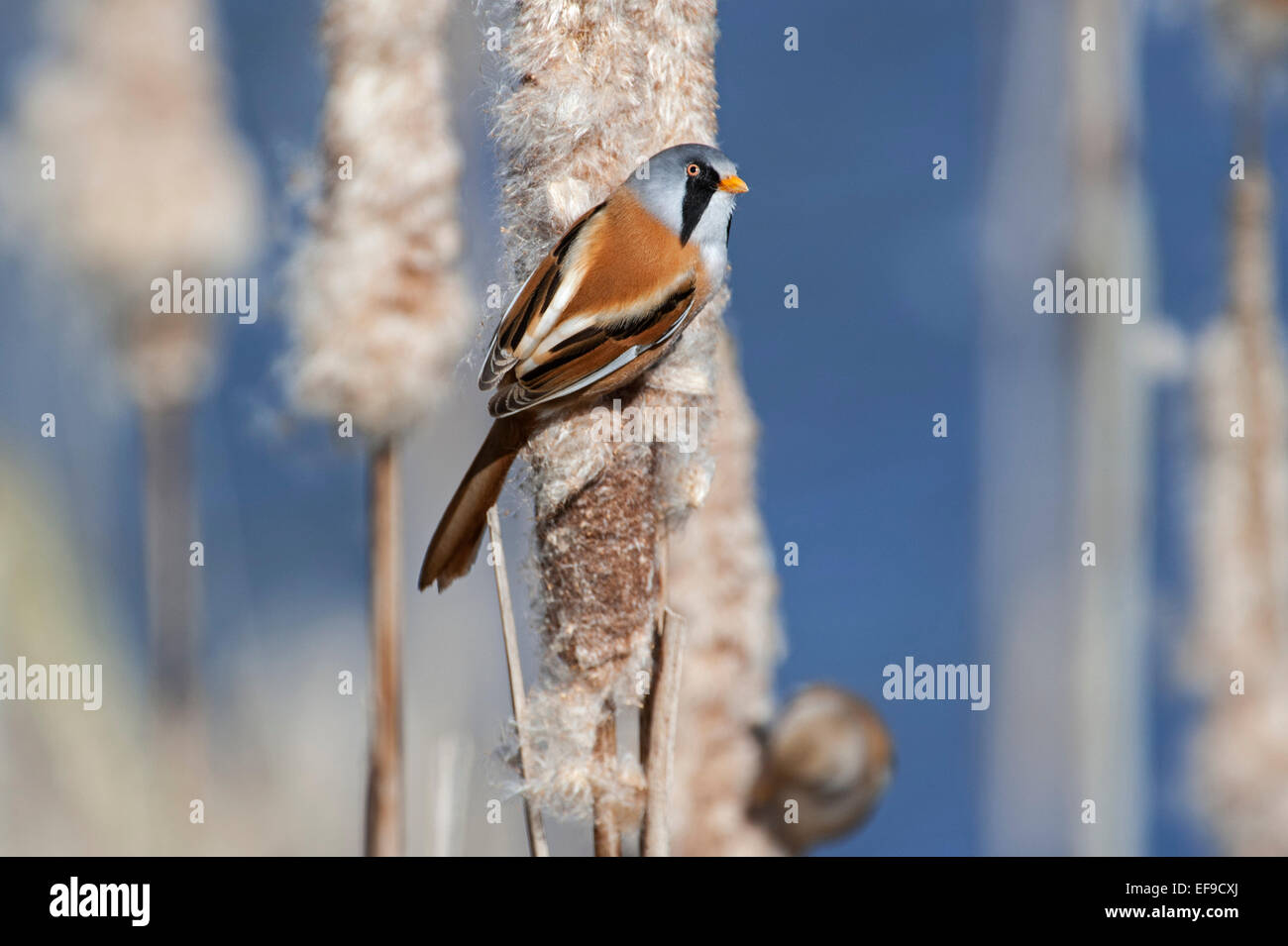 Bearded Reedling / Tit (Panurus biarmicus) male perched on spike of ...