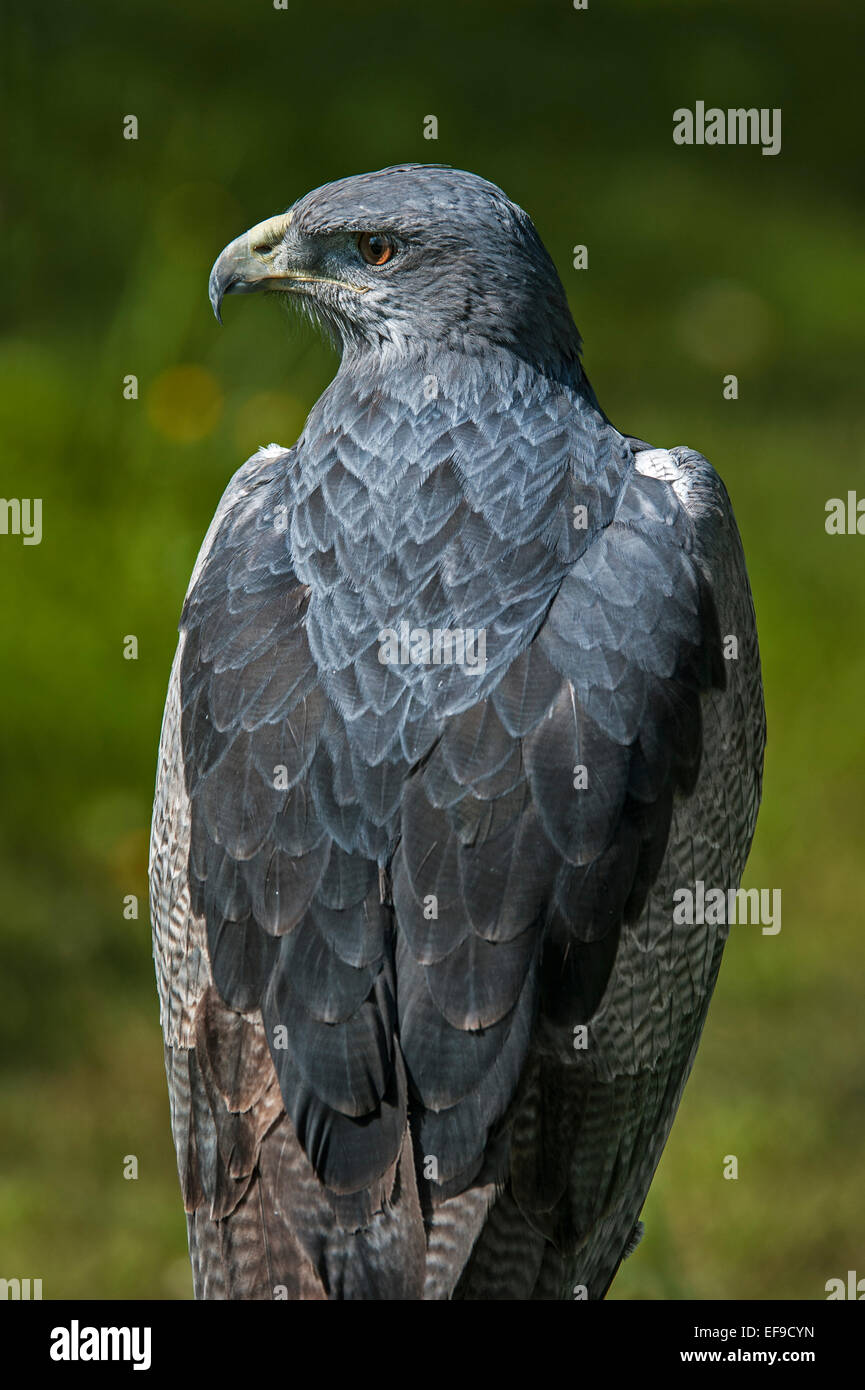 Chilean blue eagle hi-res stock photography and images - Alamy