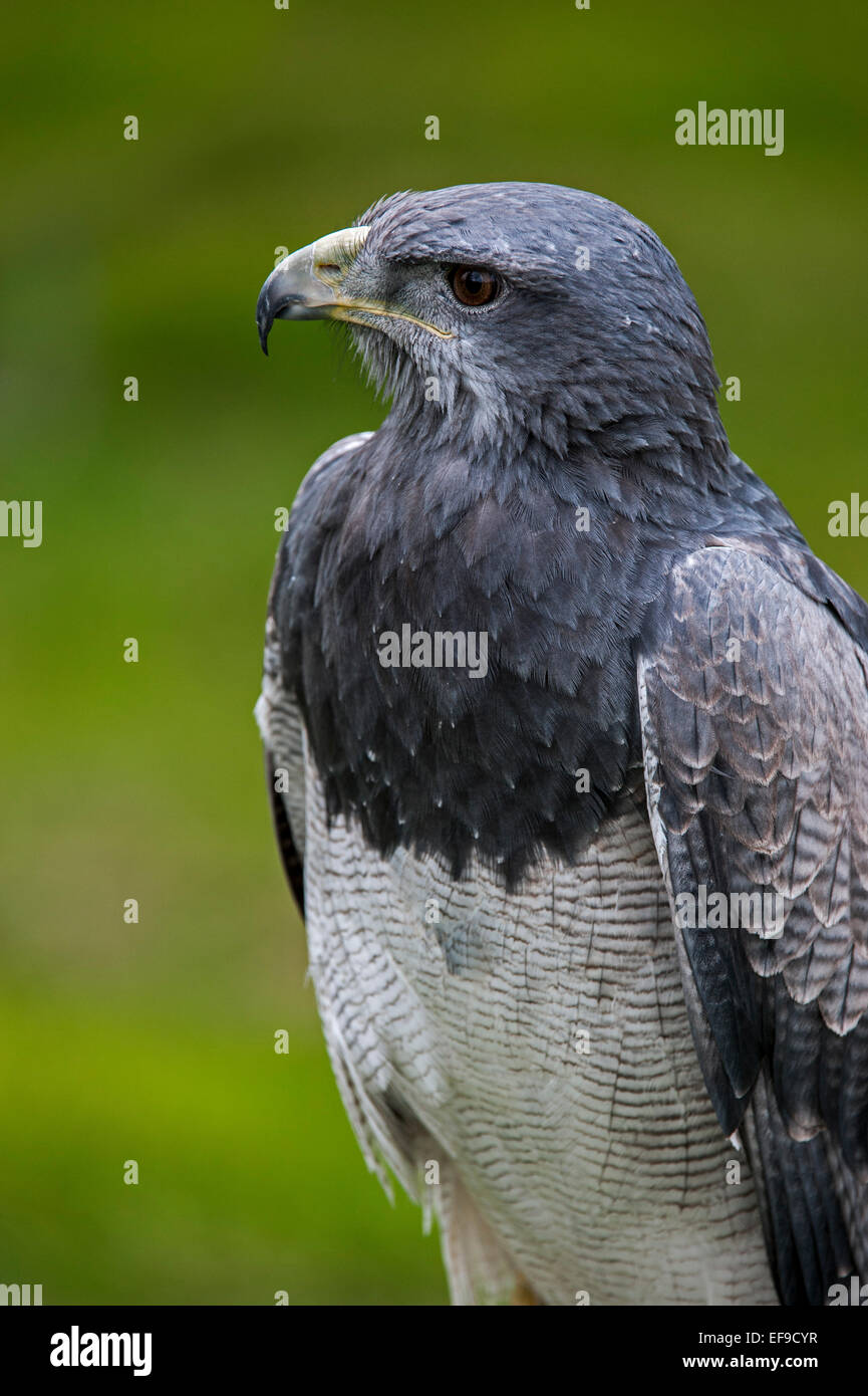 Chilean blue eagle hi-res stock photography and images - Alamy