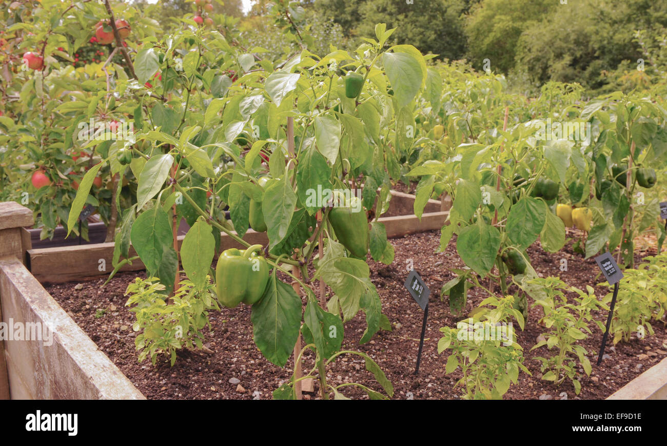 Green Peppers in the Fruit and Vegetable Garden at Rosemoor in Devon ...