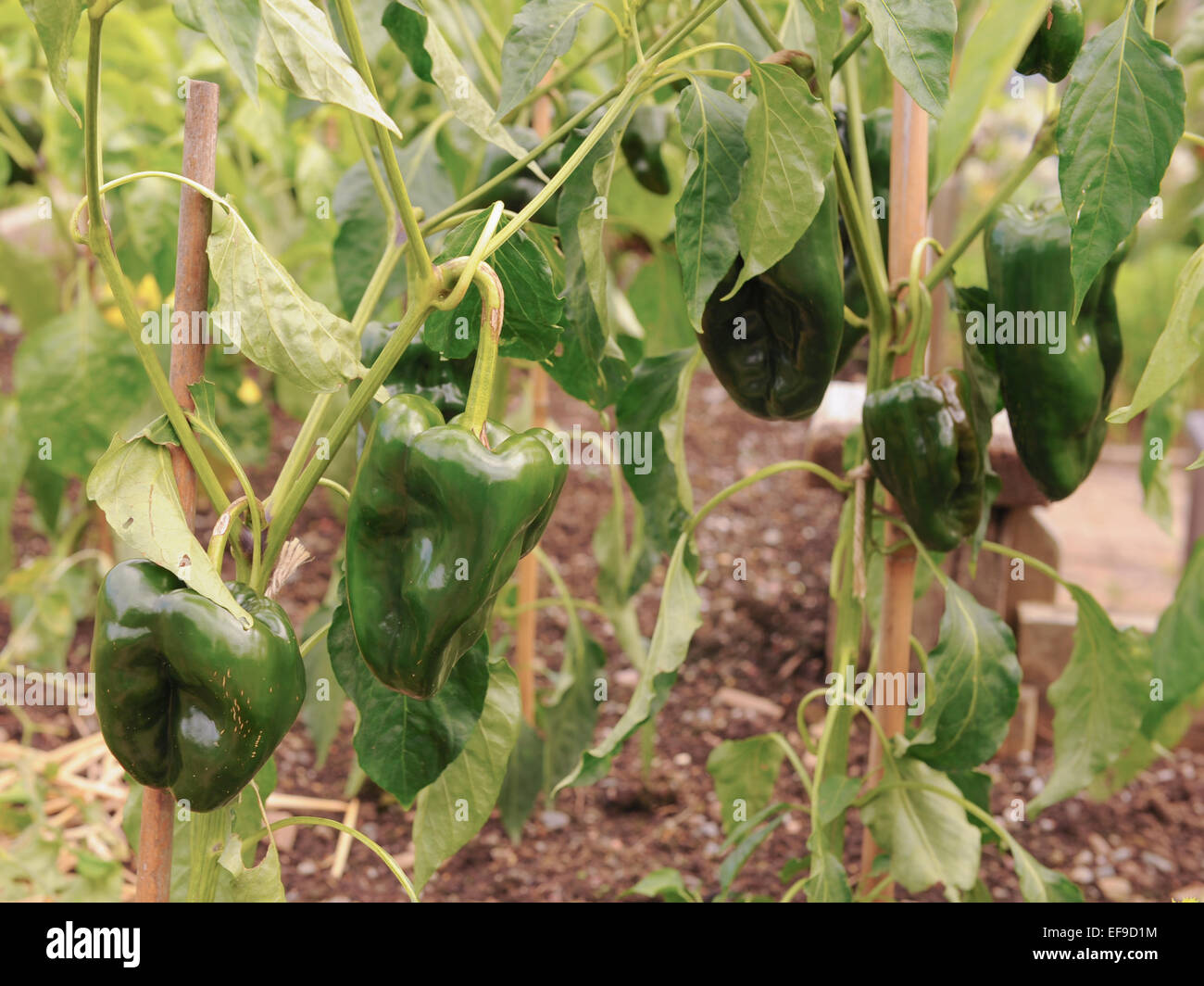 Green Peppers in the Fruit and Vegetable Garden at Rosemoor in Devon ...