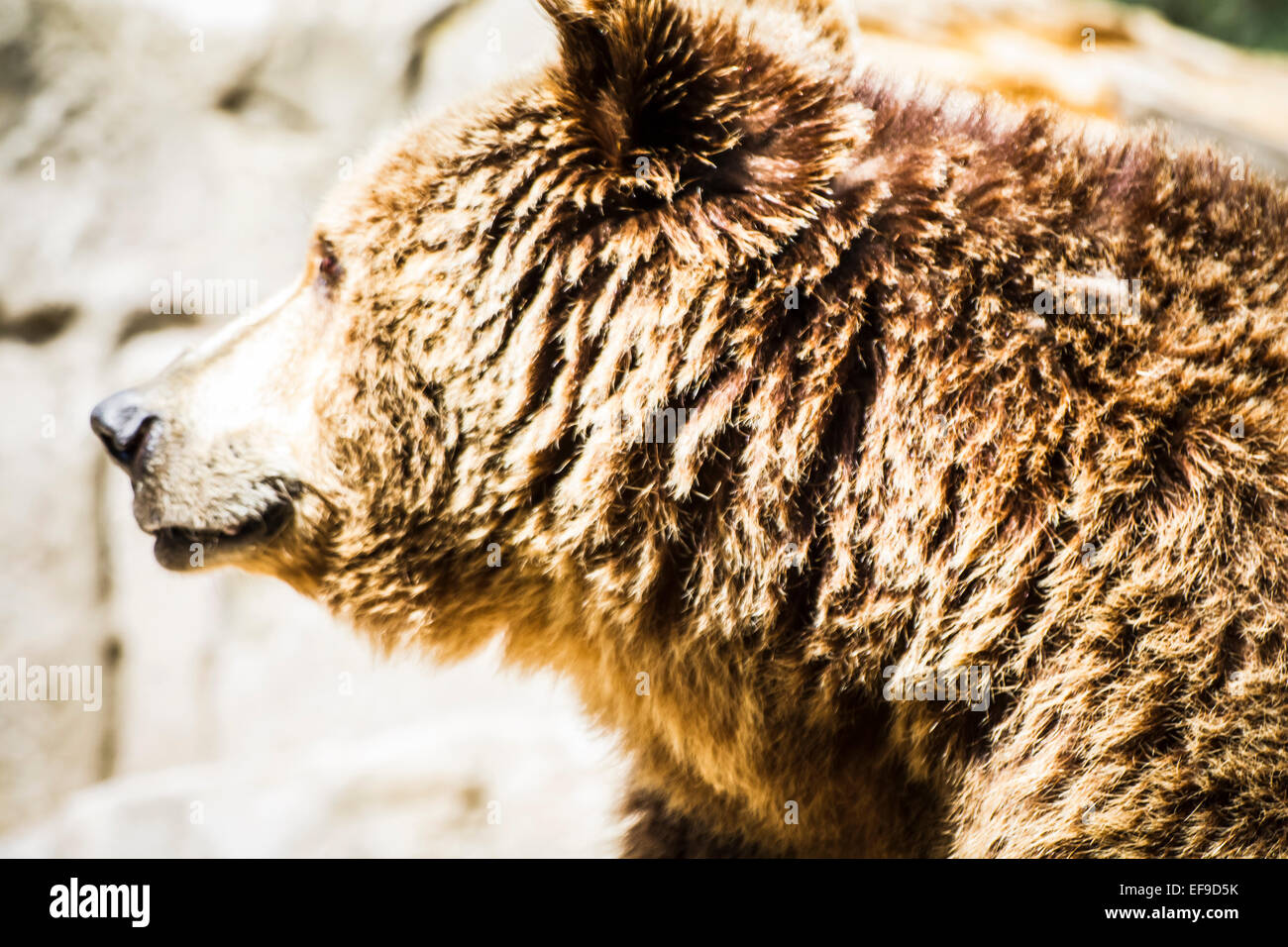 Spanish powerful brown bear, huge and strong wild animal Stock Photo ...