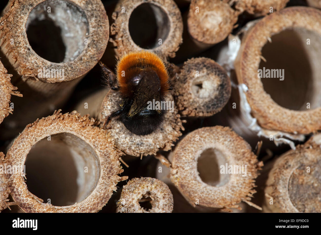 Mason bee / builder bee / European orchard bee Osmia cornuta - laden ...