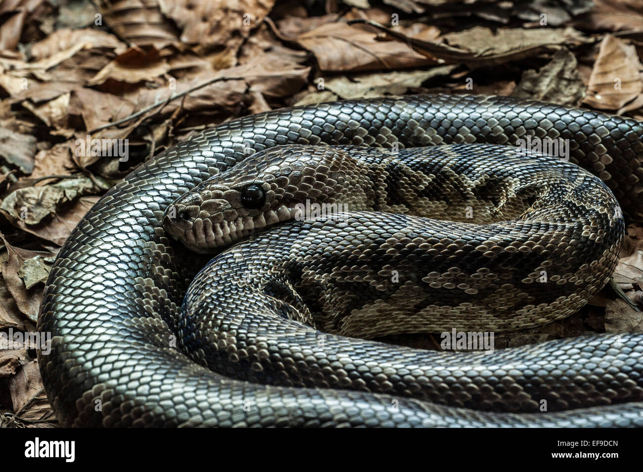 Cuban boa (Epicrates angulifer / Chilabothrus angulifer) resting curled ...