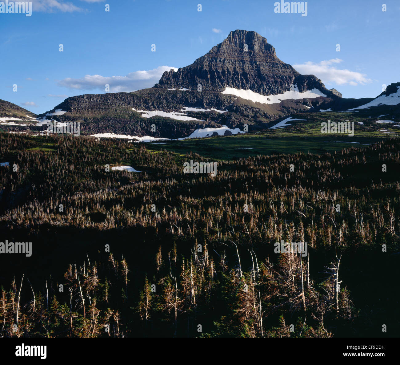 Mt. Reynolds and subalpine fir trees on Logan Pass,Glacier National ...