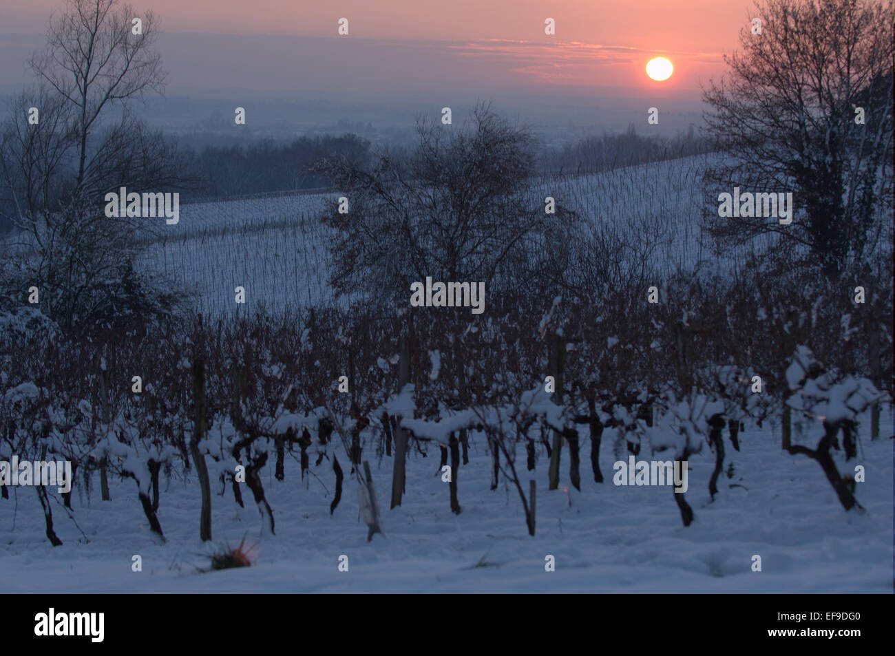Snow covered vineyards-Bordeaux Vineyards Stock Photo - Alamy