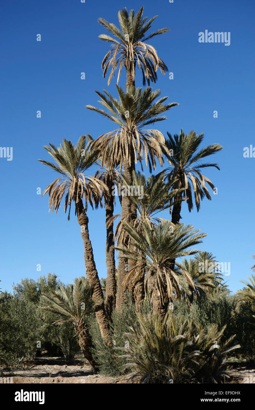 Palm grove in Skoura oasis, Morocco Stock Photo - Alamy