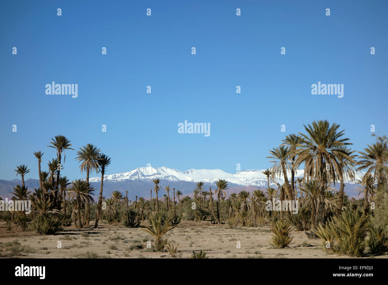 Palm grove in Skoura oasis, Morocco Stock Photo - Alamy
