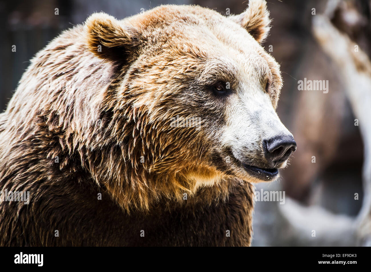 Predator, beautiful and furry brown bear, mammal Stock Photo - Alamy