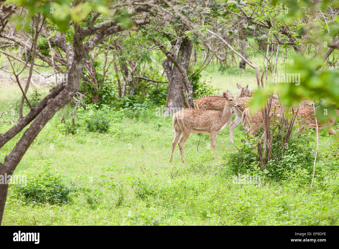 Spotted deer sitting on ground hi-res stock photography and images - Alamy