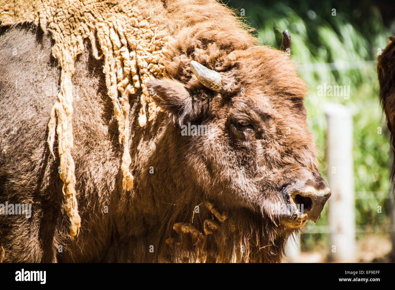 Mighty bison yellowstone national hi-res stock photography and images ...