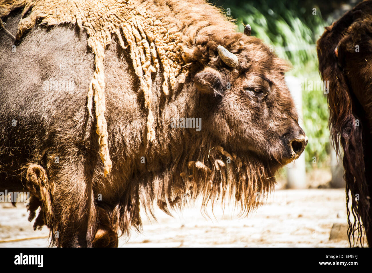 Mighty bison yellowstone national hi-res stock photography and images ...
