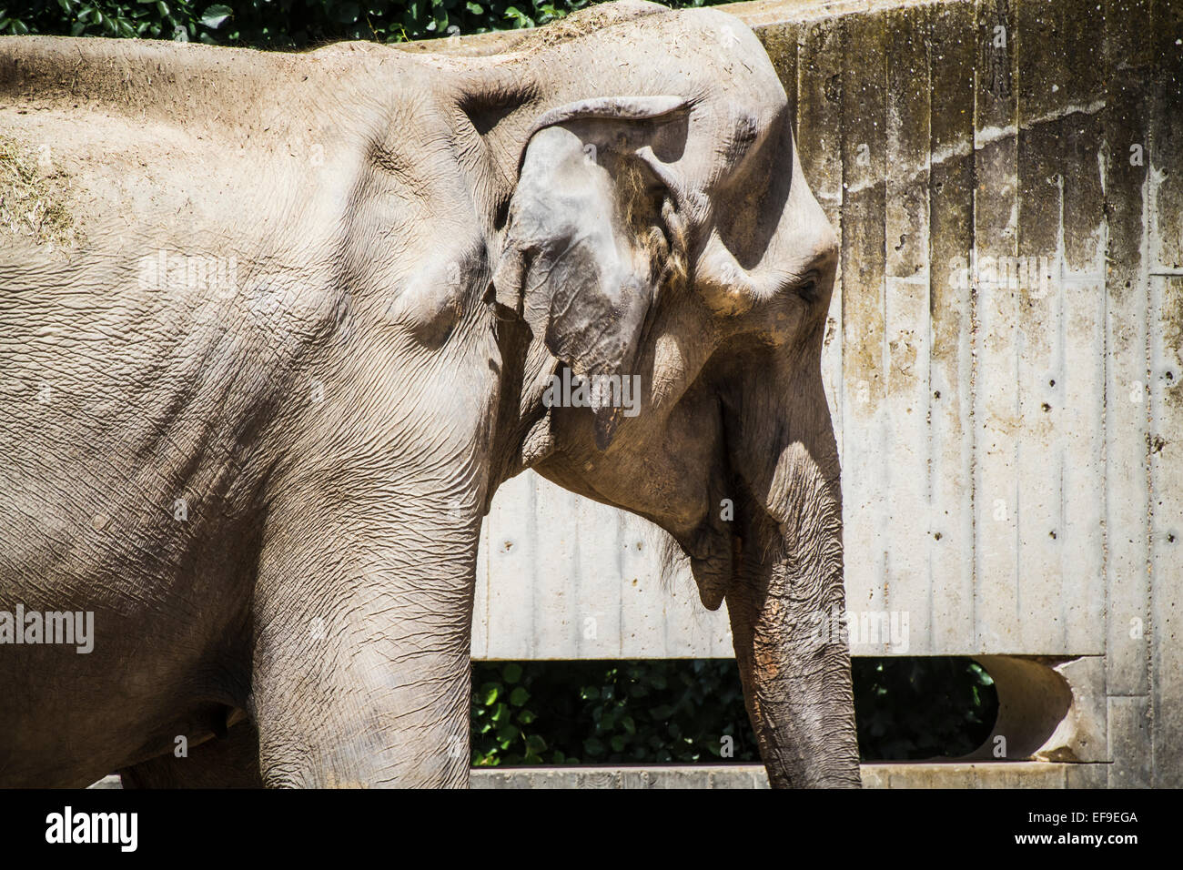 huge and powerful African elephant Stock Photo - Alamy