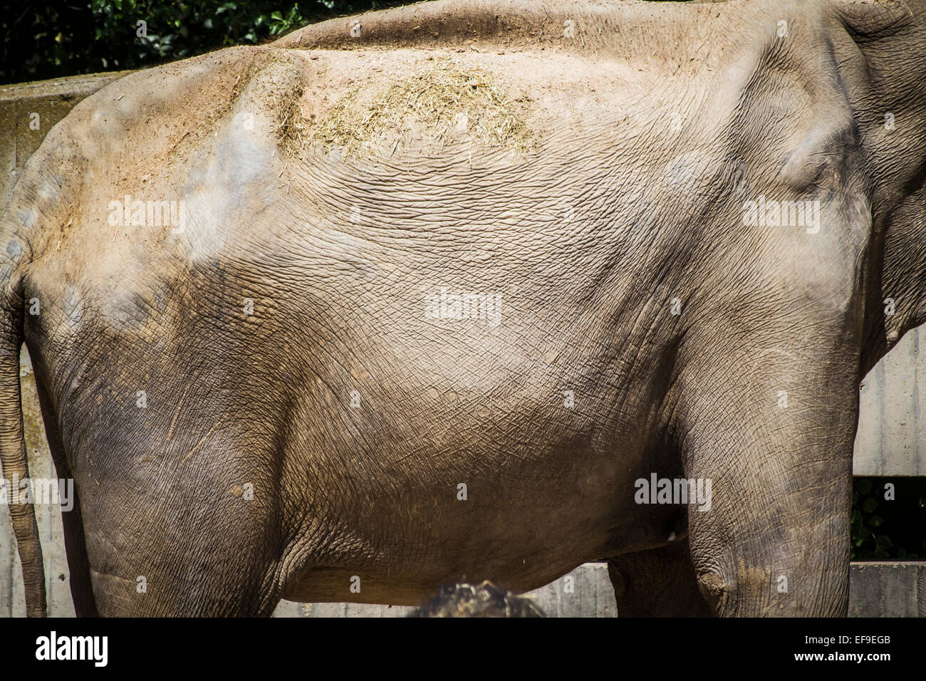 huge and powerful African elephant, skin detail Stock Photo - Alamy