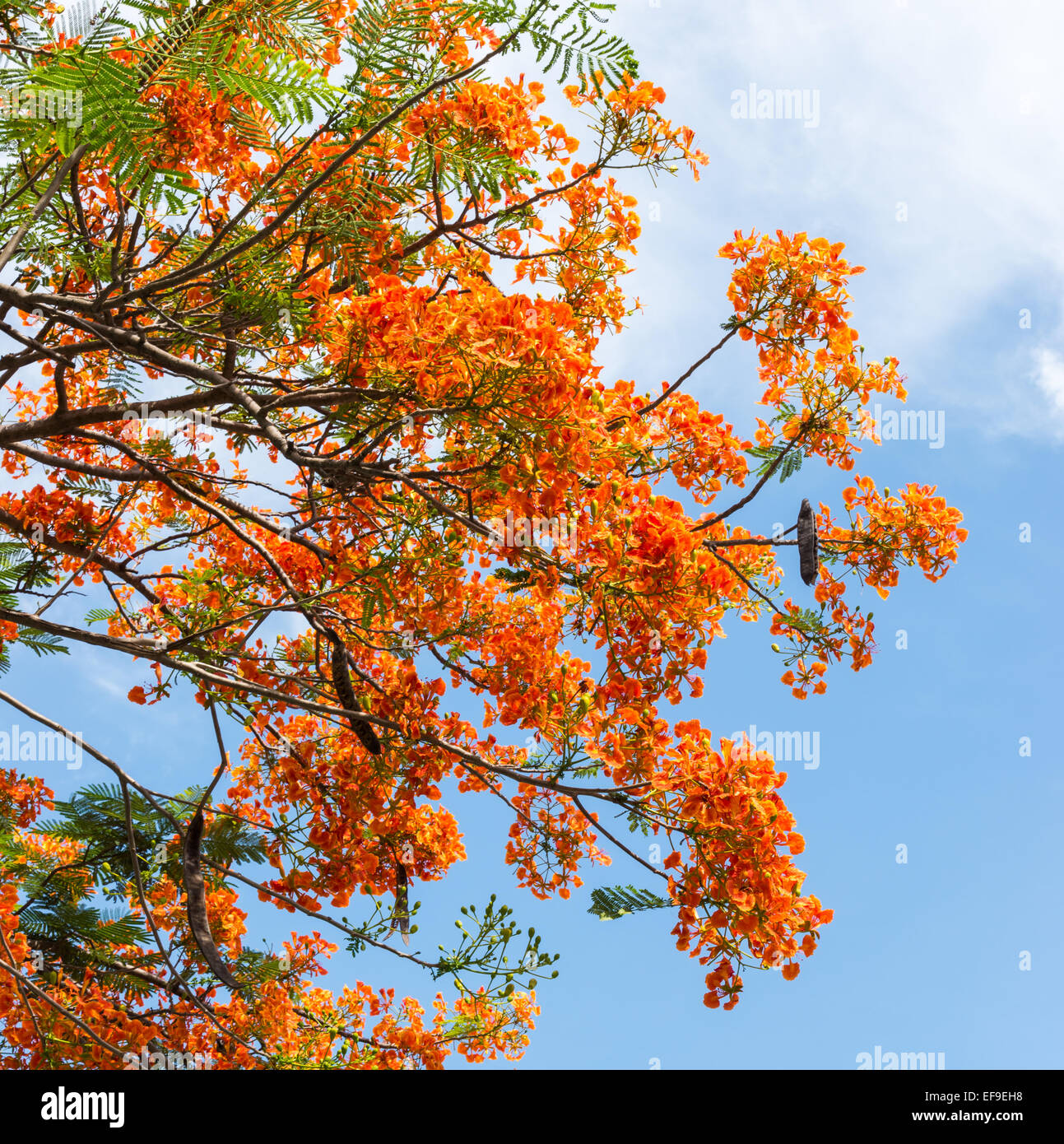 Colorful flame tree under the clear blue sky Stock Photo - Alamy