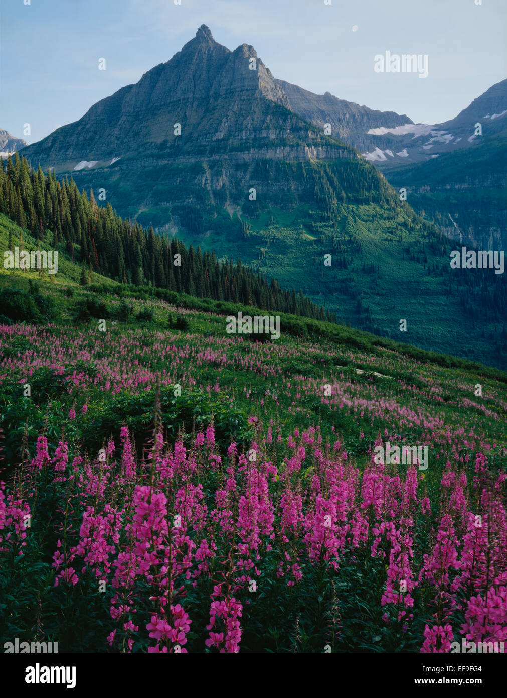 Pink fireweed below Mt. Oberlin,Glacier National Park, Montana, USA ...