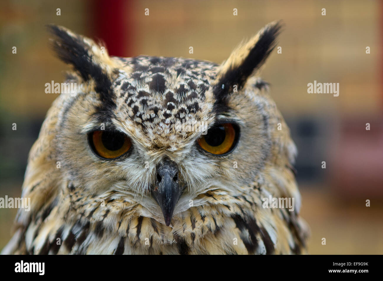 Bengali eagle owl hi-res stock photography and images - Alamy