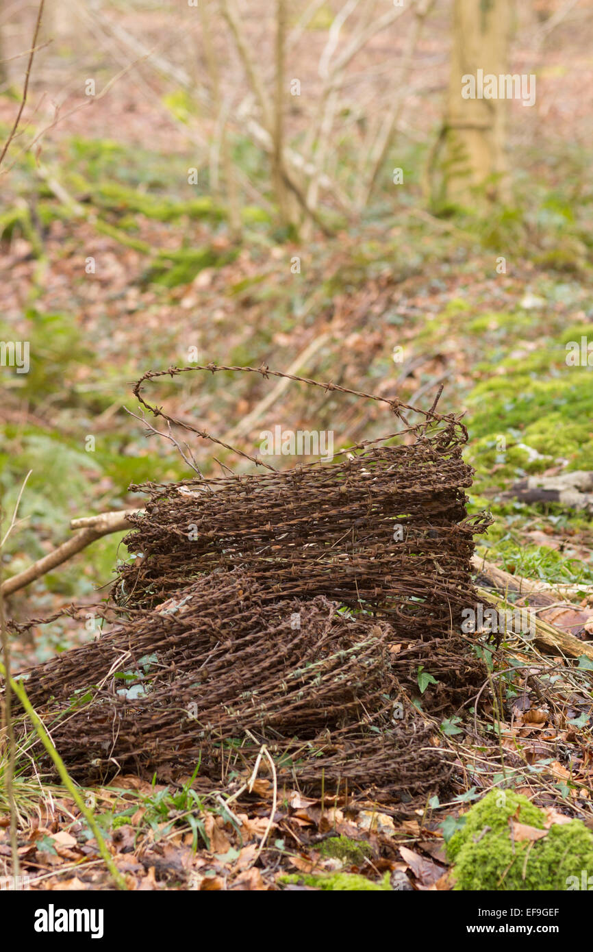 Spikey barbs hi-res stock photography and images - Alamy