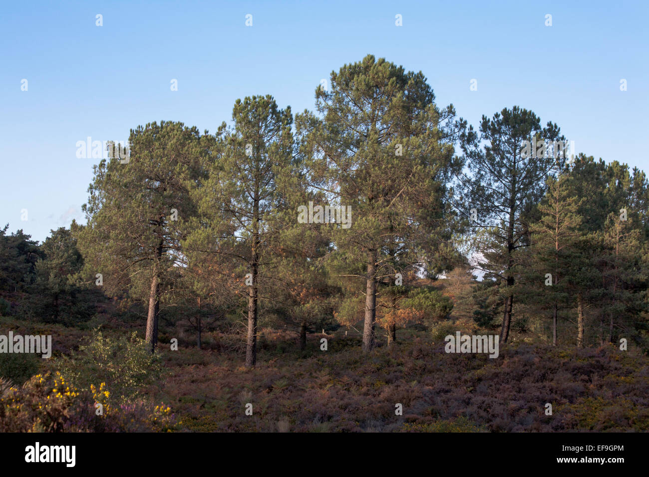 Scots Pine Wood Trees Canford Heath Poole Dorset England Stock Photo ...