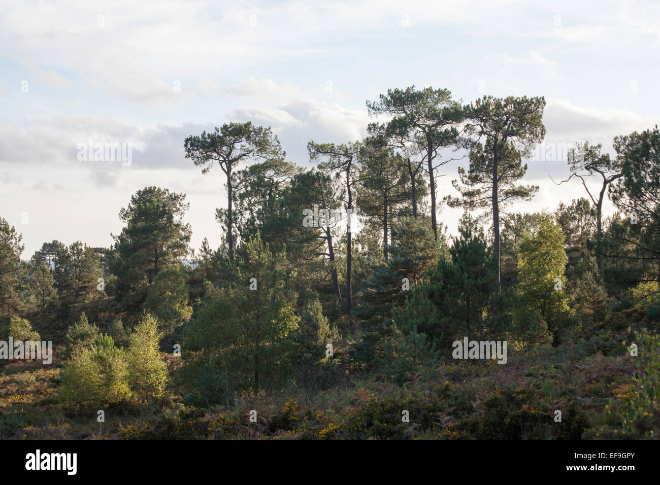 Scots Pine Wood Trees Canford Heath Poole Dorset England Stock Photo ...