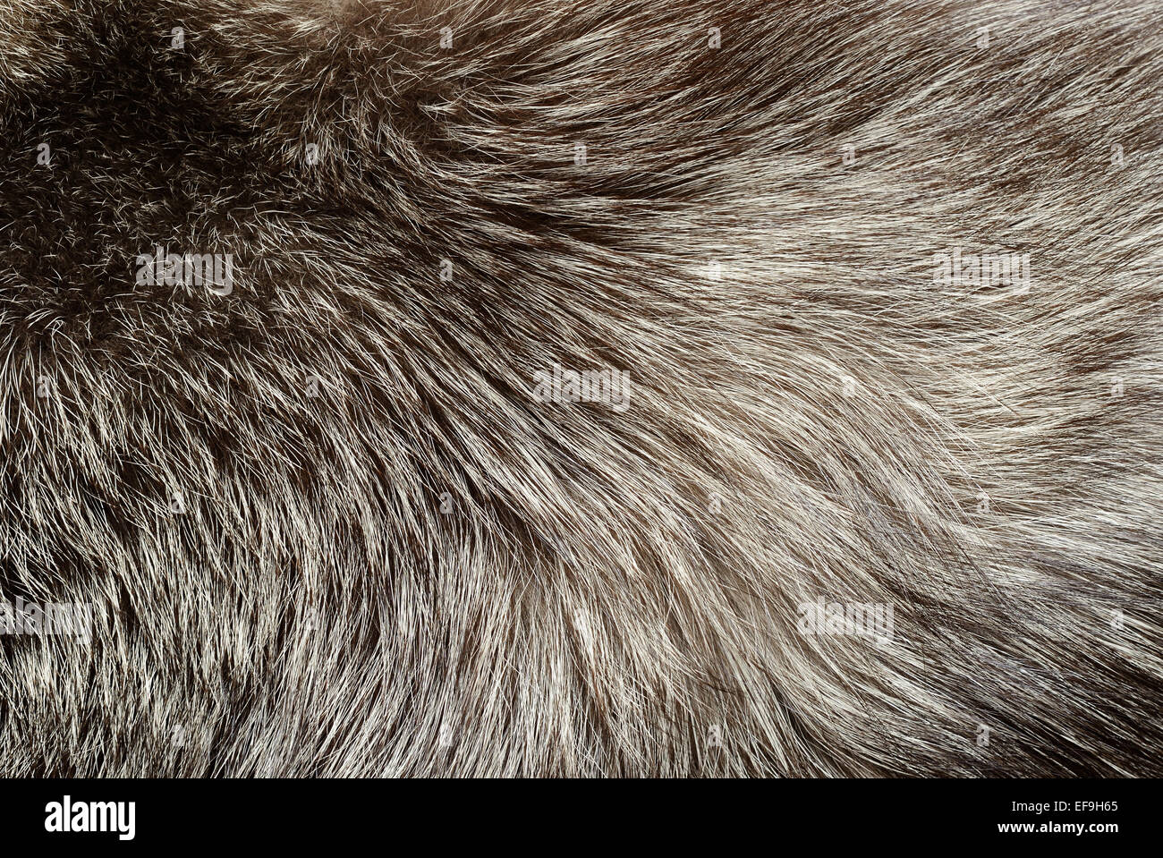 Silver fox fur texture for background Stock Photo - Alamy