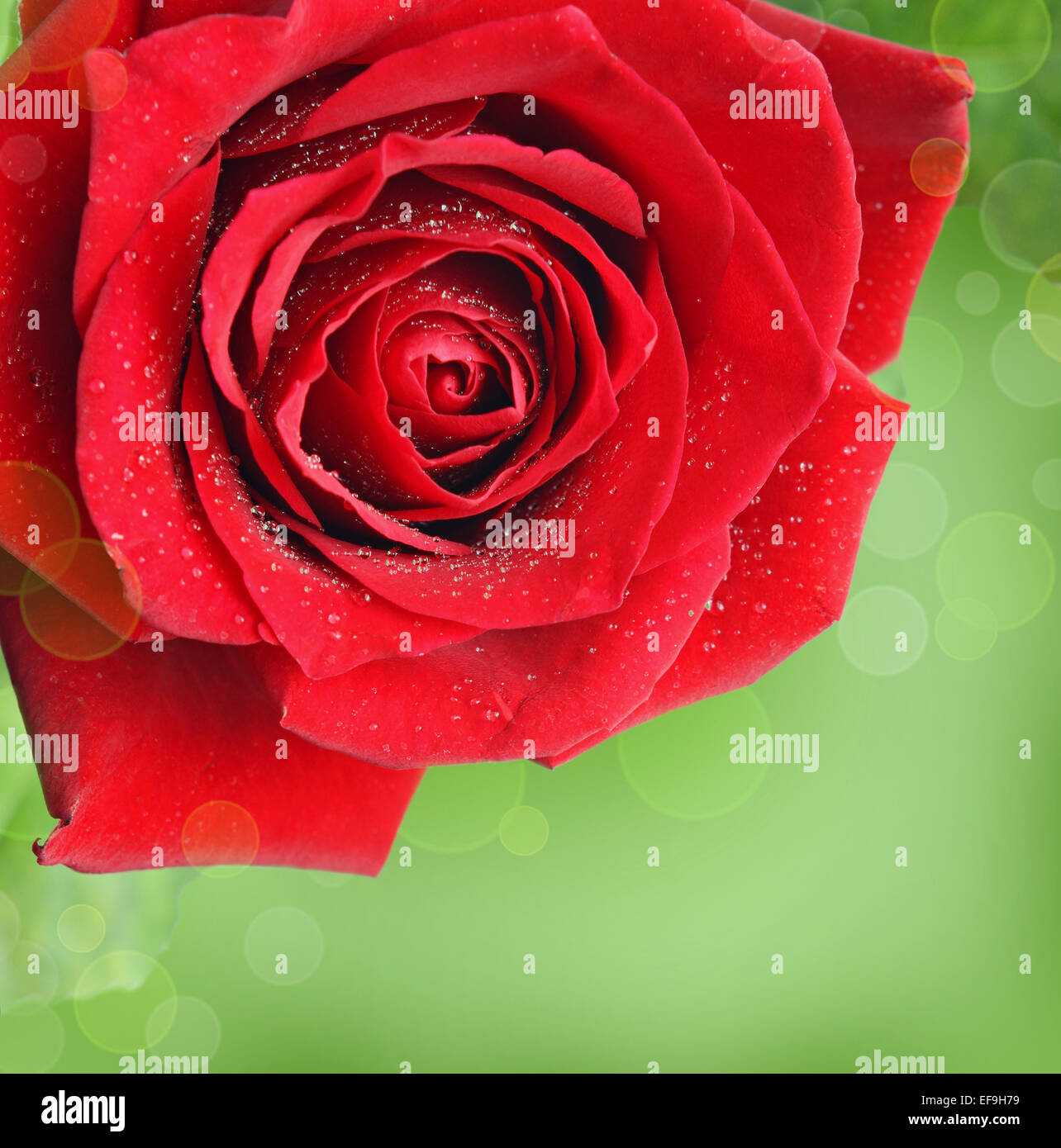 Red rose flower on green background Stock Photo - Alamy