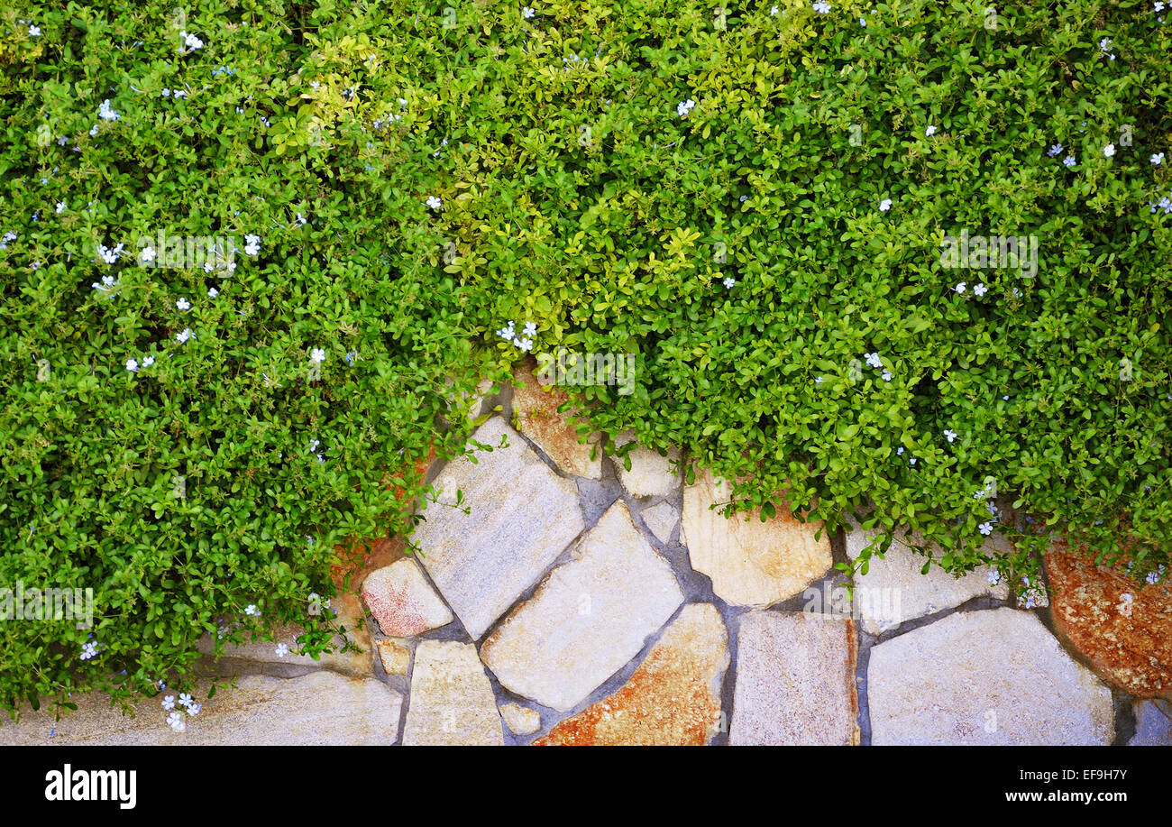 Wall overgrown with flowering plant for background Stock Photo - Alamy