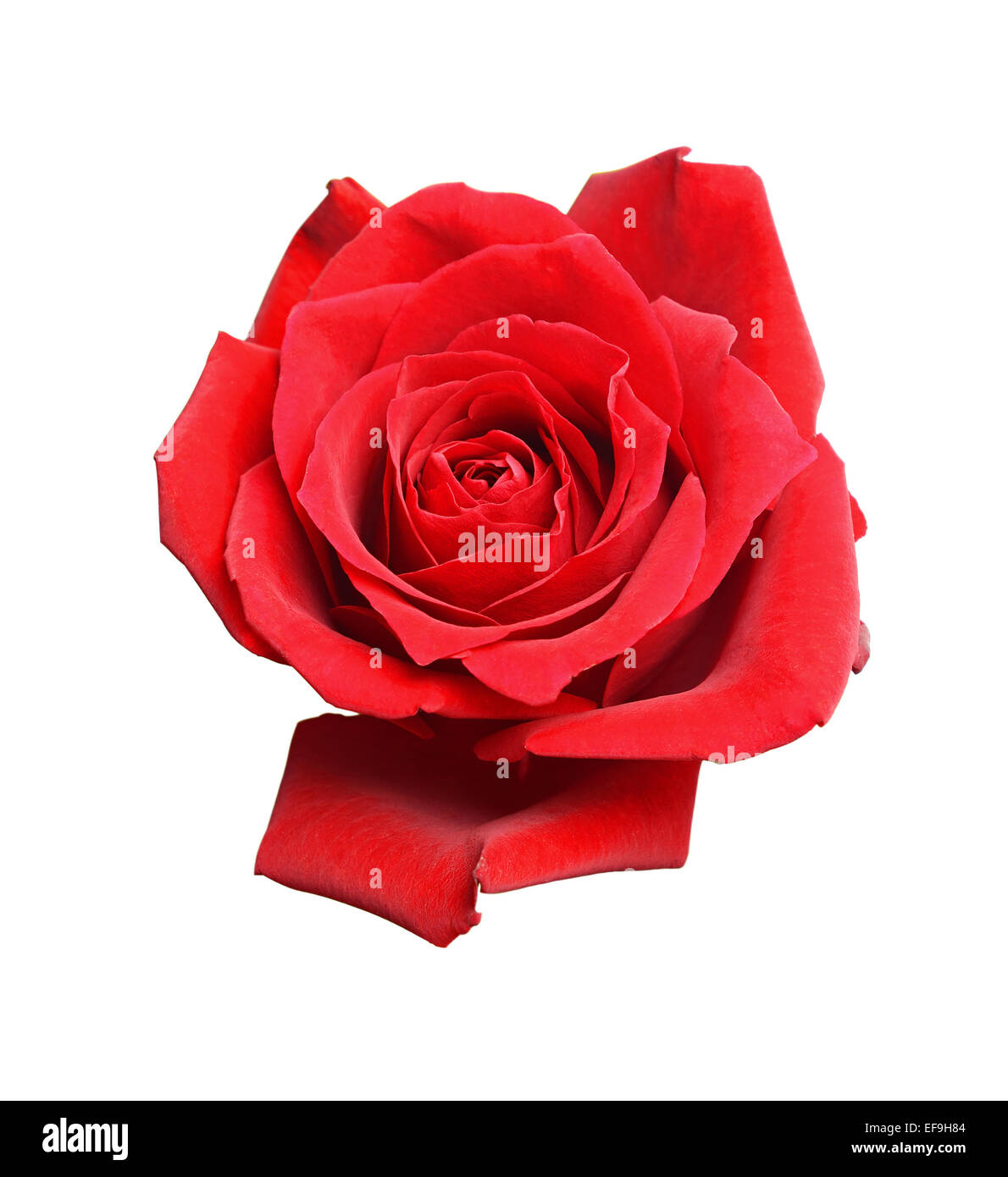 Red rose flower isolated on white Stock Photo - Alamy