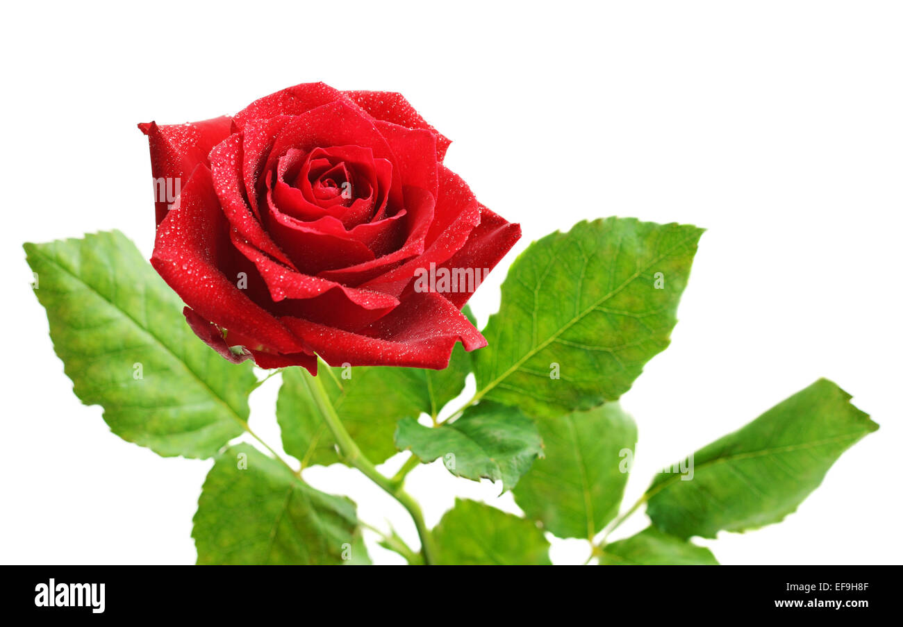 Red rose spring hi-res stock photography and images - Alamy