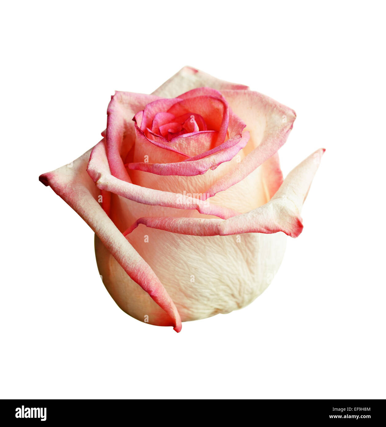 Closeup of pink rose isolated on white Stock Photo - Alamy