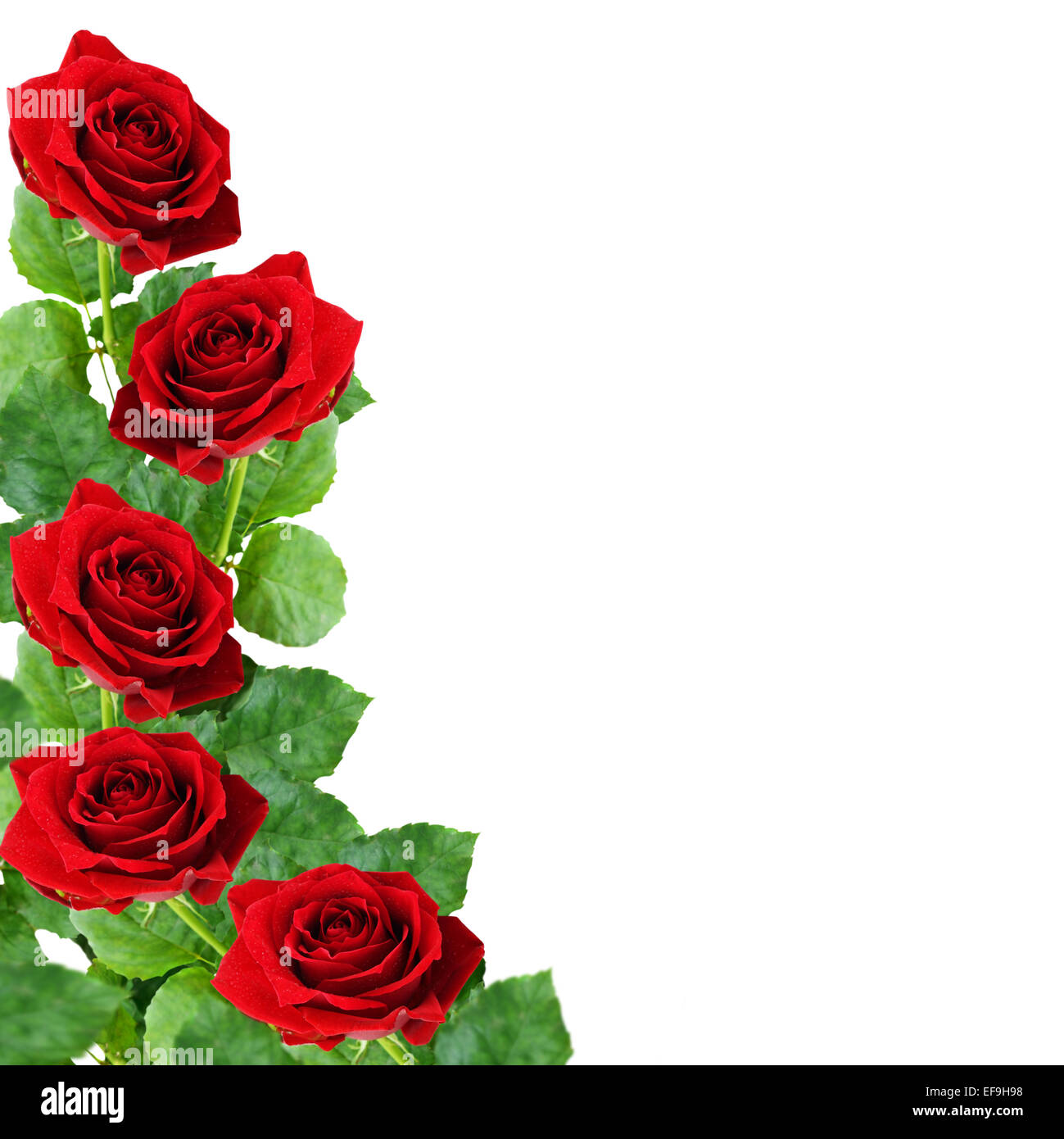 Red rose flowers isolated on white Stock Photo - Alamy