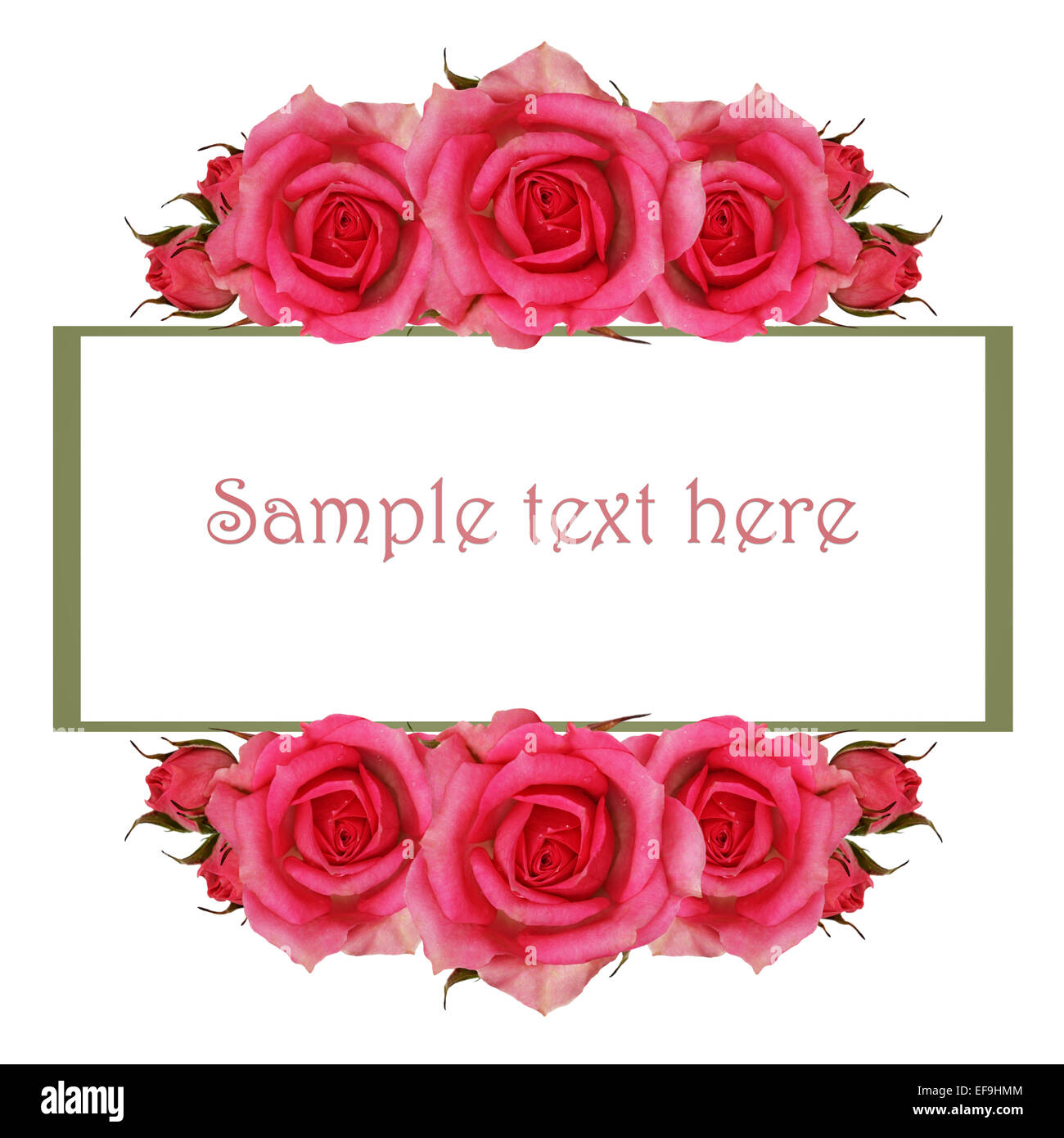 Frame with pink rose flowers isolated on white Stock Photo - Alamy