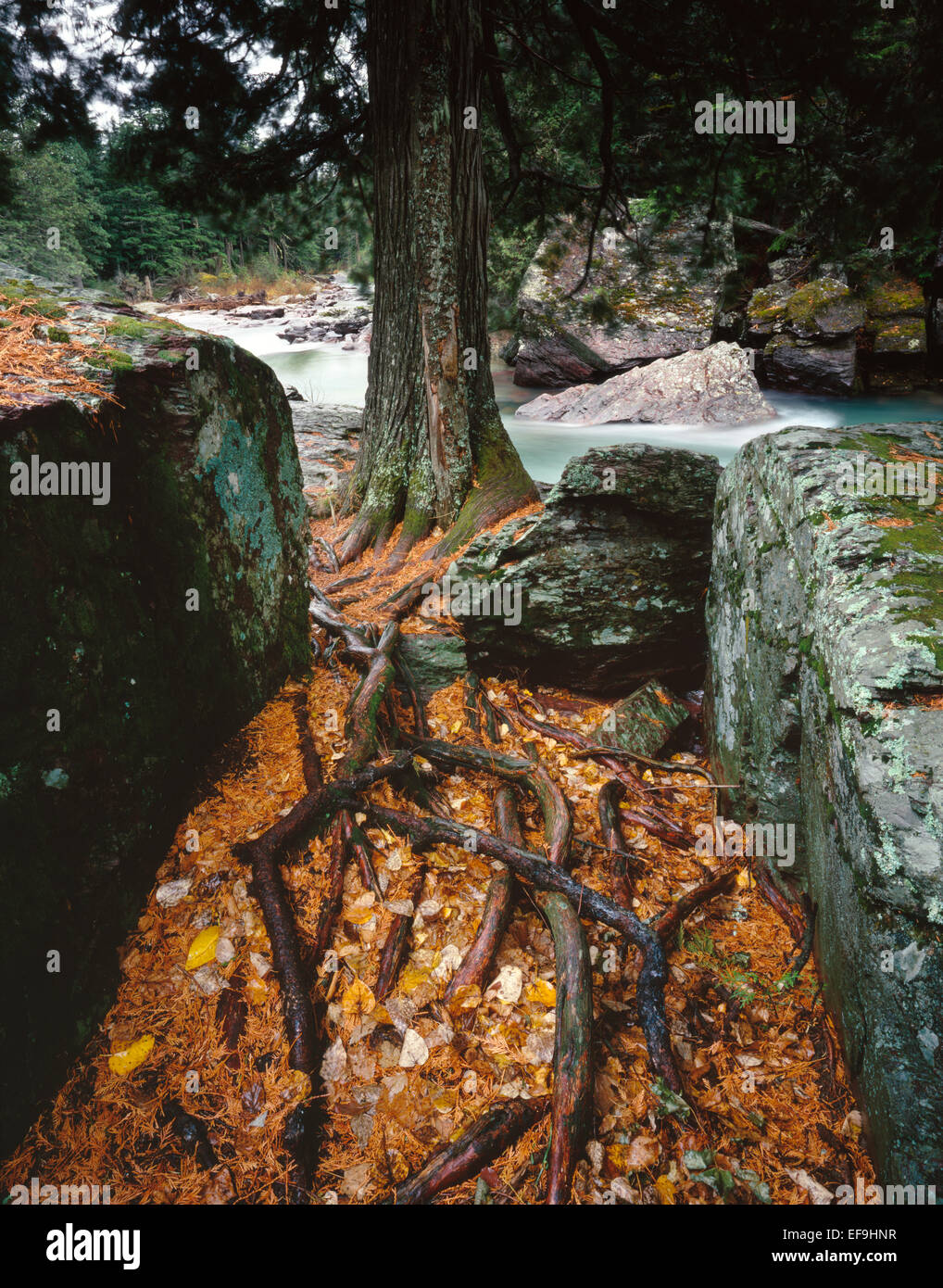 Cedar tree roots hi-res stock photography and images - Alamy