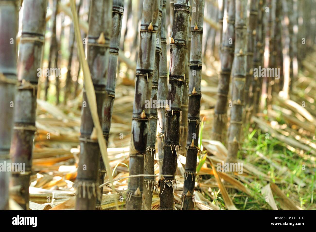 sugarcane plants at field Stock Photo - Alamy